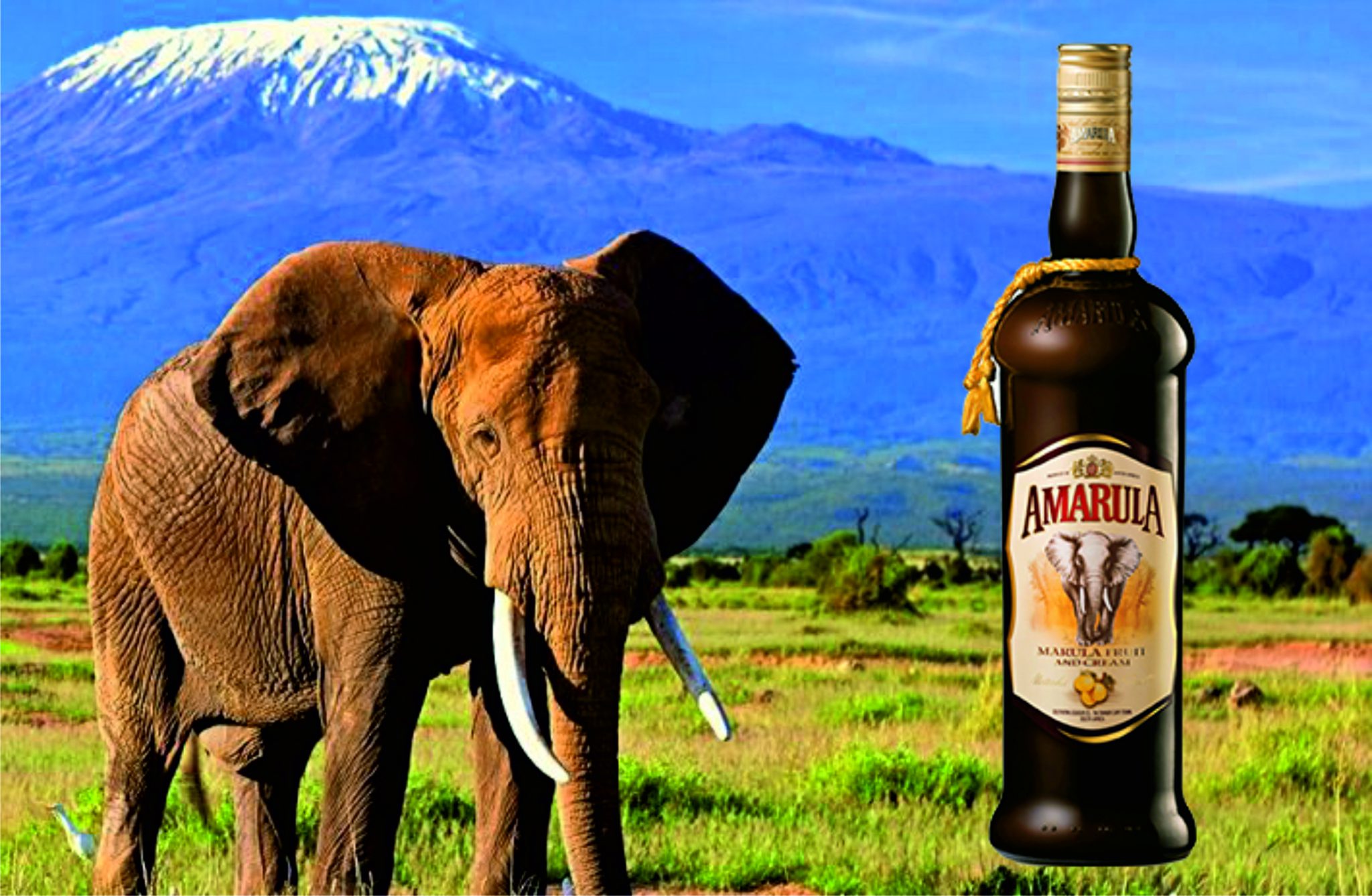 amarula – Wicki Wacki Woo